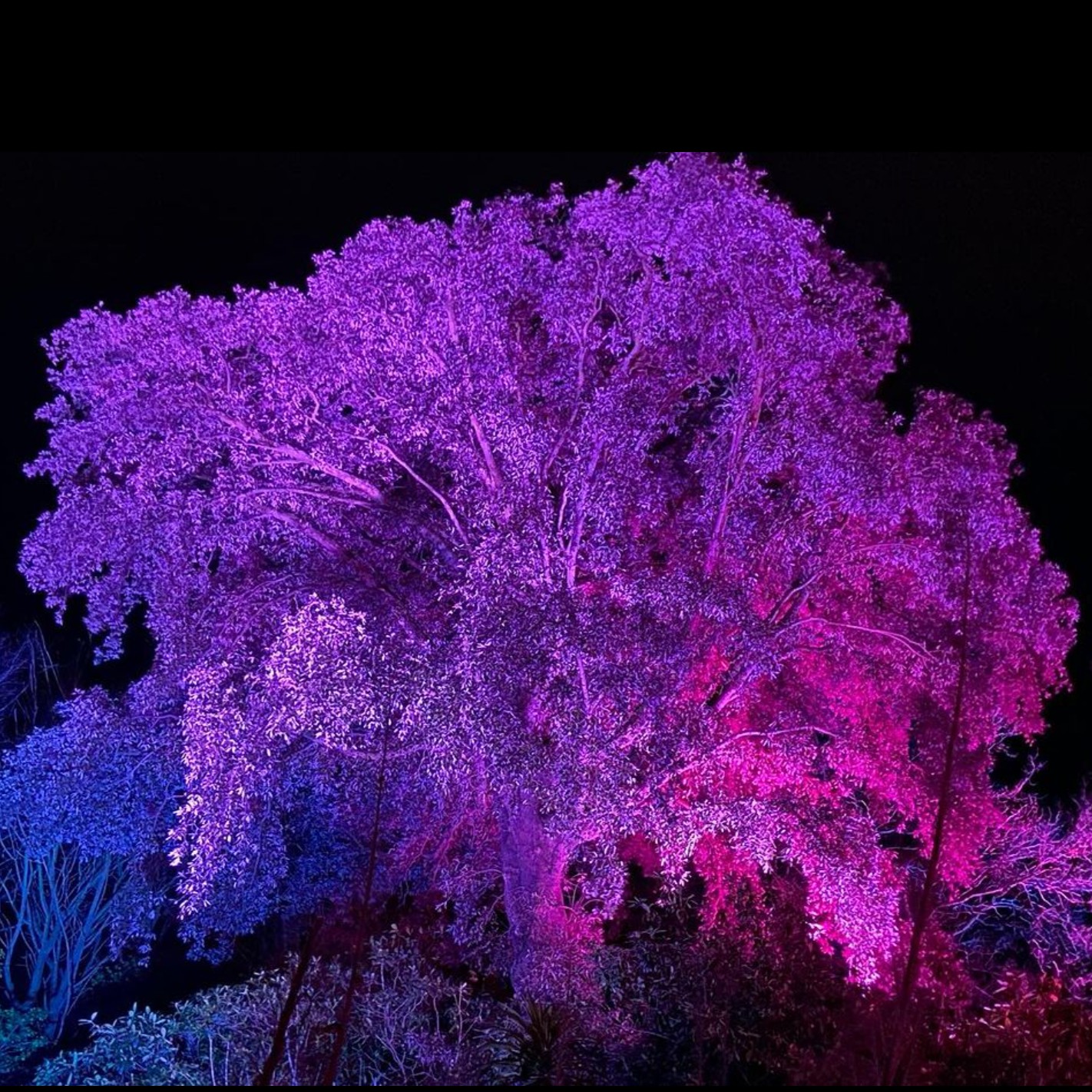 Connect Me: Dreaming Trees, Immersive Bracelets – Official Government ...